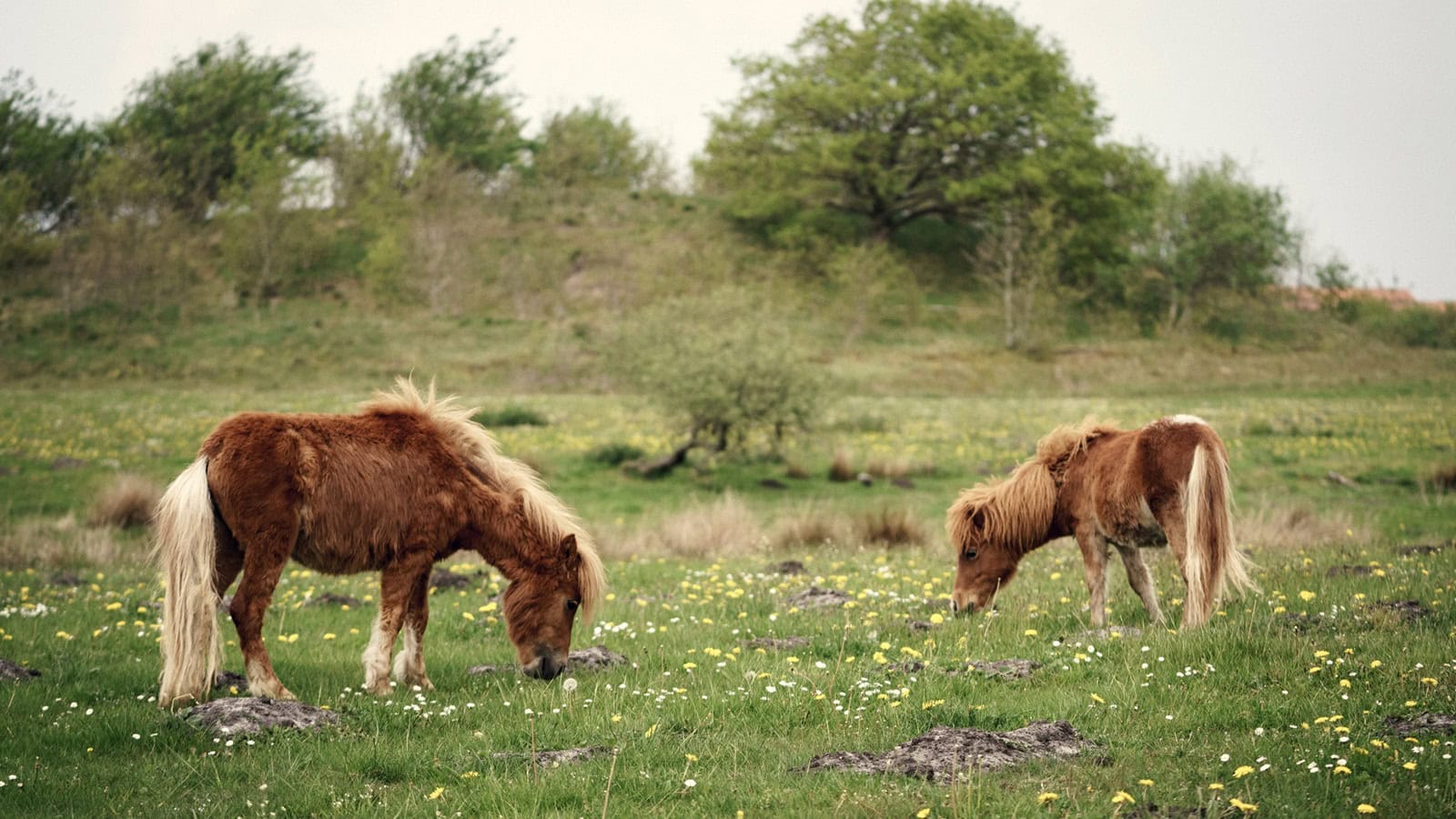 Flora og fauna er også en god forretning